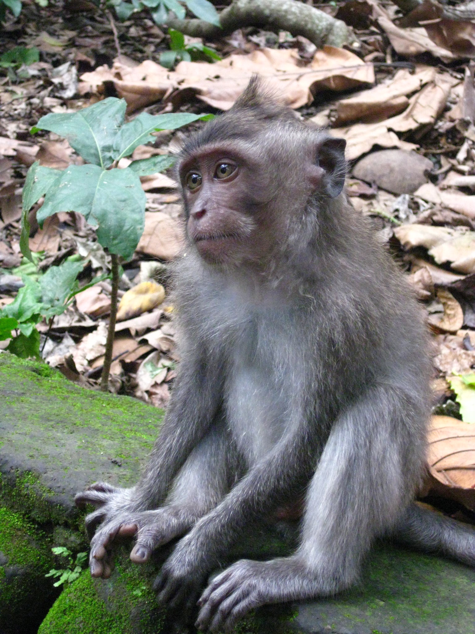 Monkey Bites in Paradise: Or, the Rabid Monkeys of Ubud | the vagablond