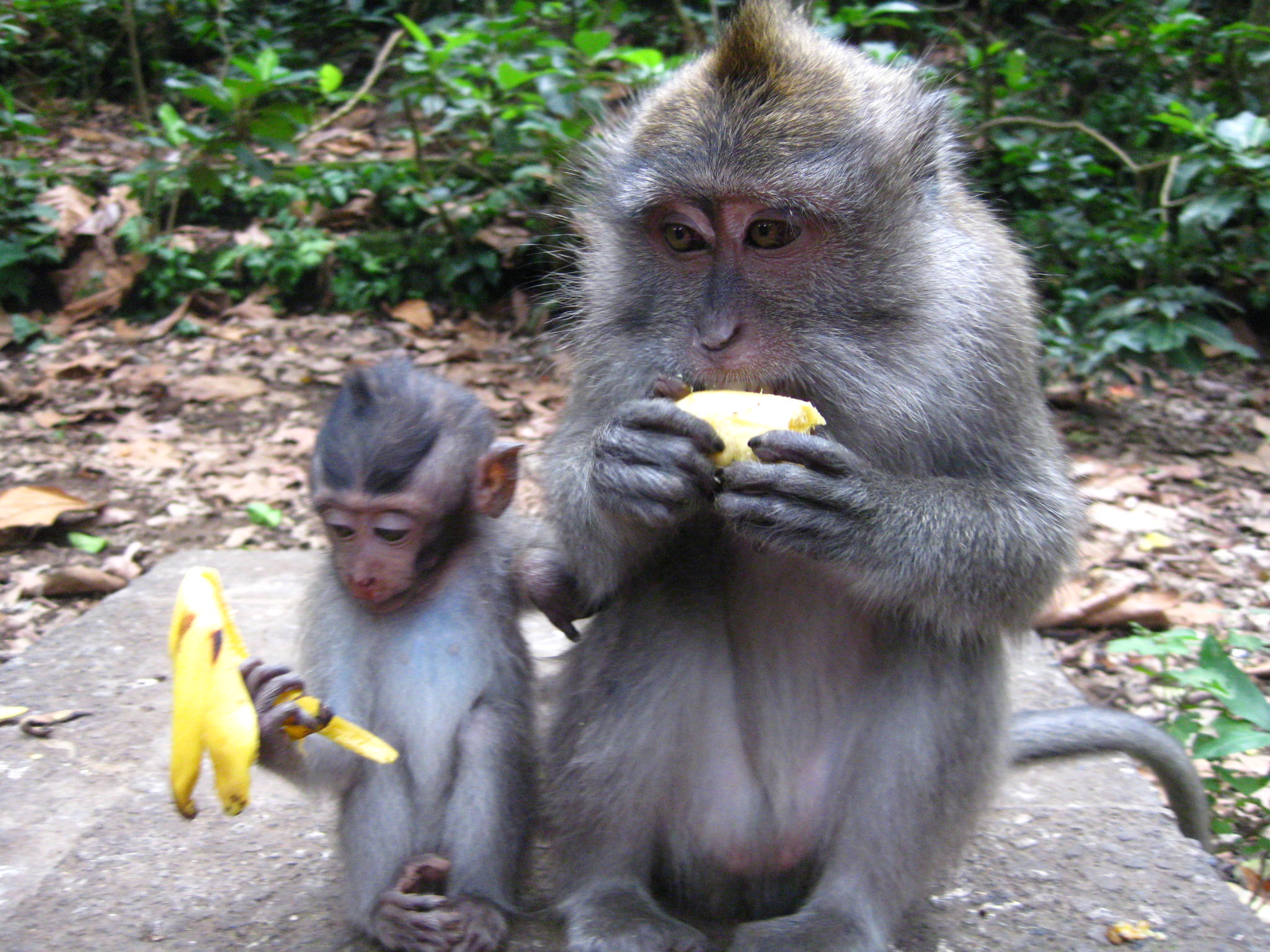 Monkey Bites in Paradise: Or, the Rabid Monkeys of Ubud
